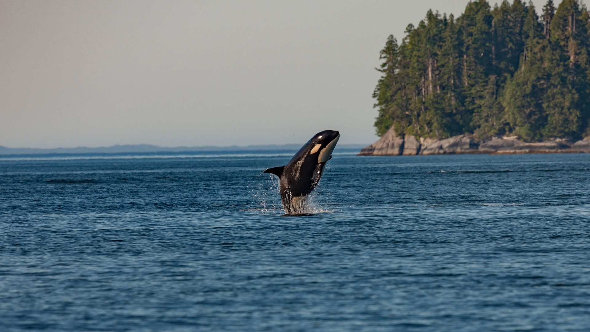 ¡Orcas a la vista! Nos vamos a Vancouver| Blog FSL